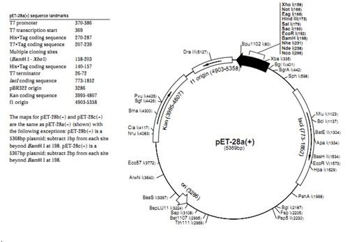 pet28质粒,pbr3质粒,质粒_大山谷图库